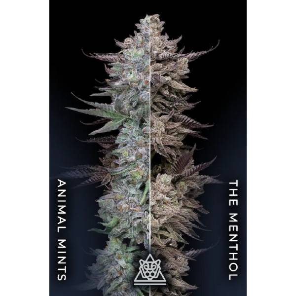 Compound Genetics - Animorph Mints - 5 fem