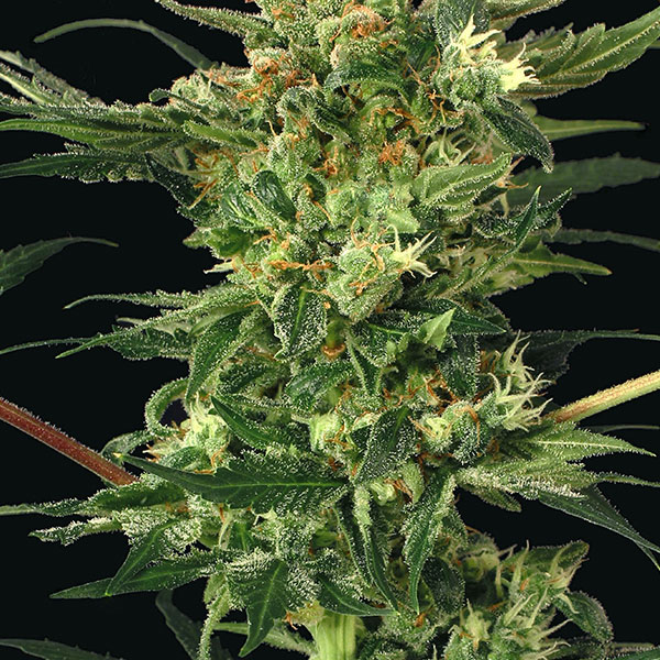 Exotic Seeds - Devil Kush Regolare