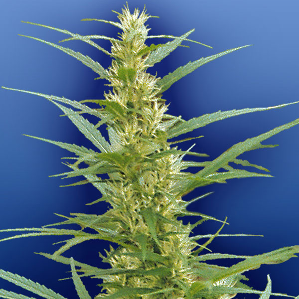 Flying Dutchmen - Mixed Sativa Divas Regolare